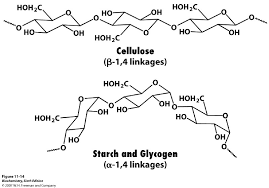 Enzyme specificity – Science of Healthy