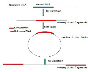 Polymerase chain reaction (PCR) – Science of Healthy