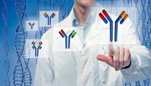 Antibody engineering – Science of Healthy