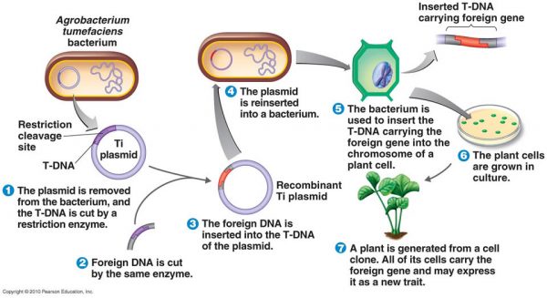 Plantibodies – Science of Healthy