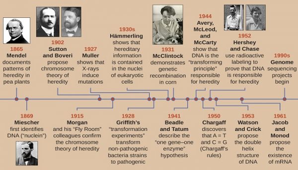History of genetics – Science of Healthy