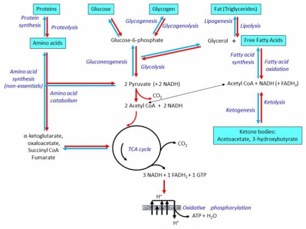 Nutritional biochemistry – Science of Healthy