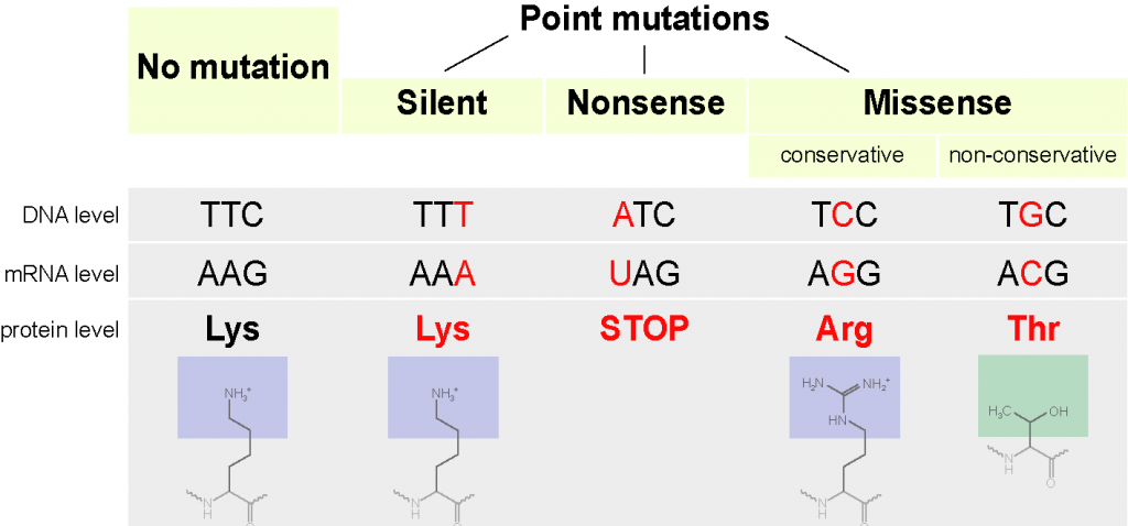 Genetic mutations – Science of Healthy