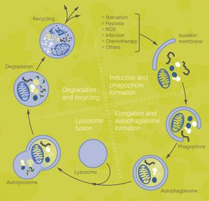 Autophagy – Science of Healthy