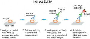 ELISA technique – Science of Healthy