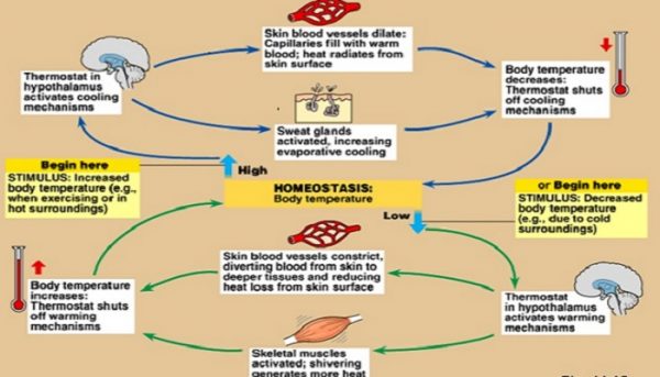Thermoregulation in endotherms – Science of Healthy