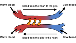 Temperature relations of heterotherms – Science of Healthy