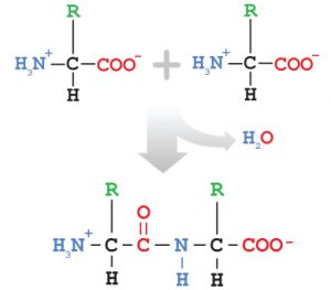 Techniques for structural elucidation of proteins – Science of Healthy