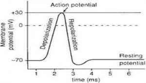 Resting membrane potential – Science of Healthy