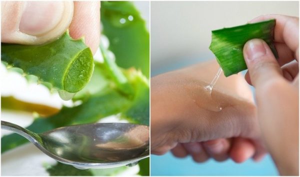 Top 6 health benefits of Aloe vera – Science of Healthy