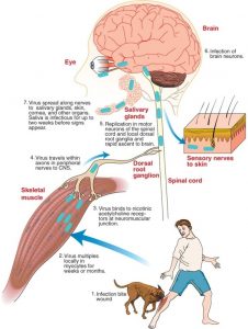 Rabies – Science of Healthy